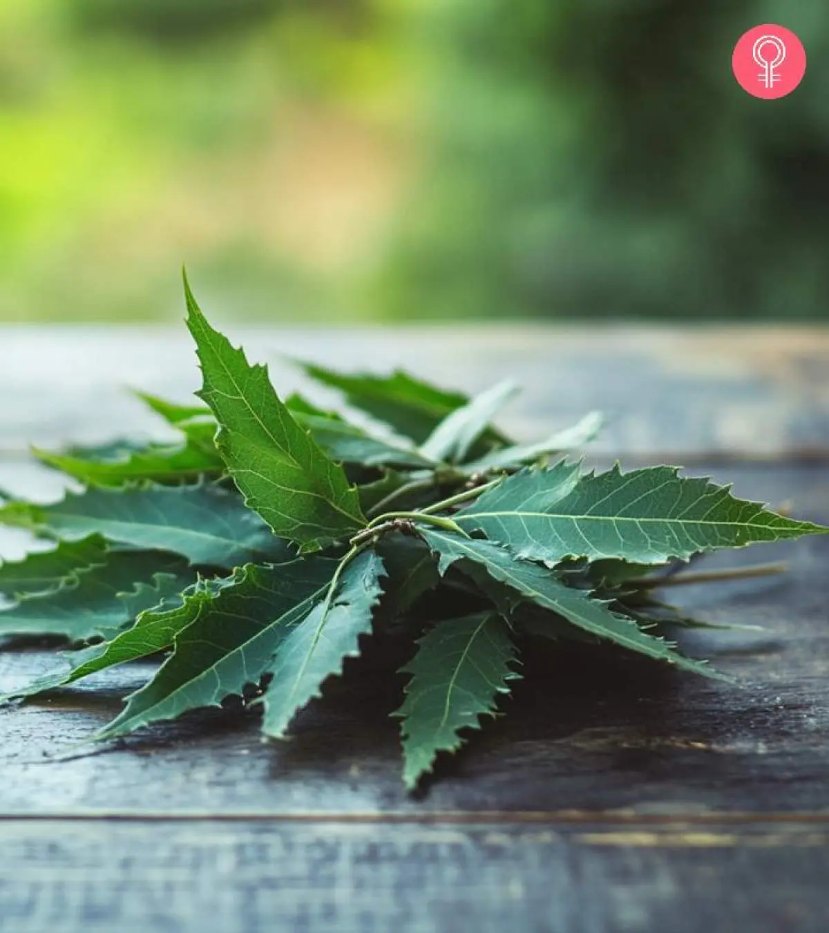 10 Health Benefits Of Neem Leaves, How To Use, & Side Effects