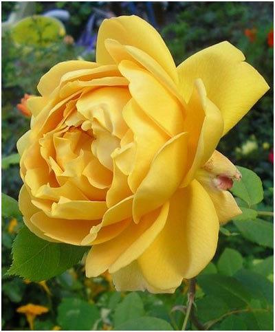 Most Beautiful Images Of Yellow Roses