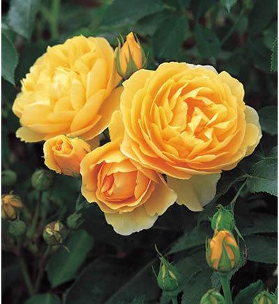 Yellow Rose Bushes Types