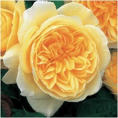 Yellow Rose Bushes Types