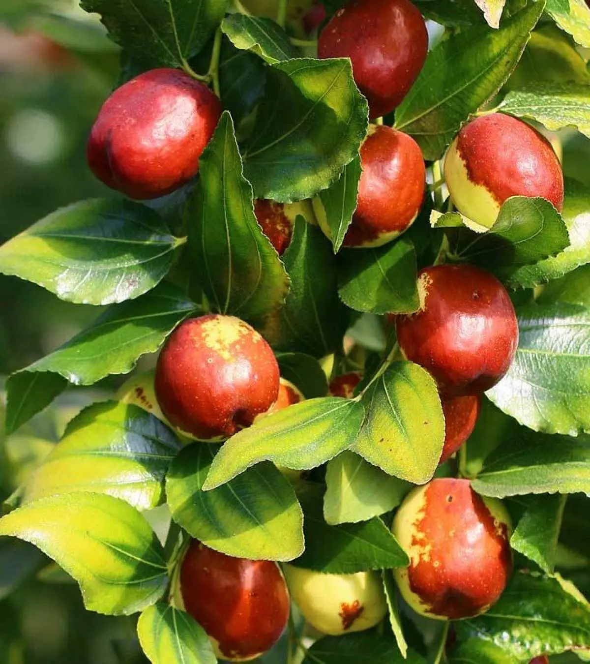 22 Amazing Benefits Of Jujube, How To Use It, & Side Effects