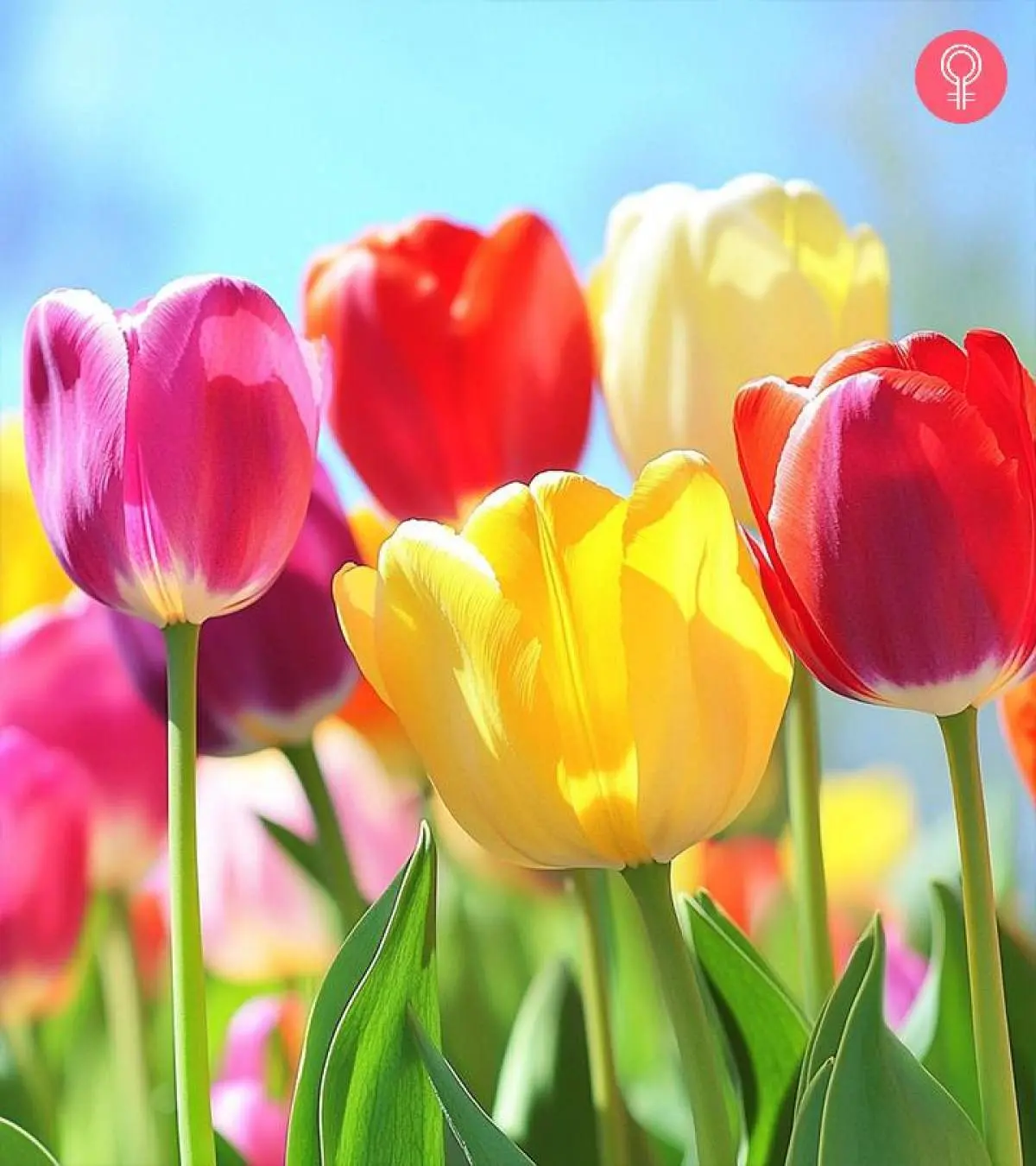 Most Beautiful Flowers In The World: 52 Stunning Blooms & Meanings