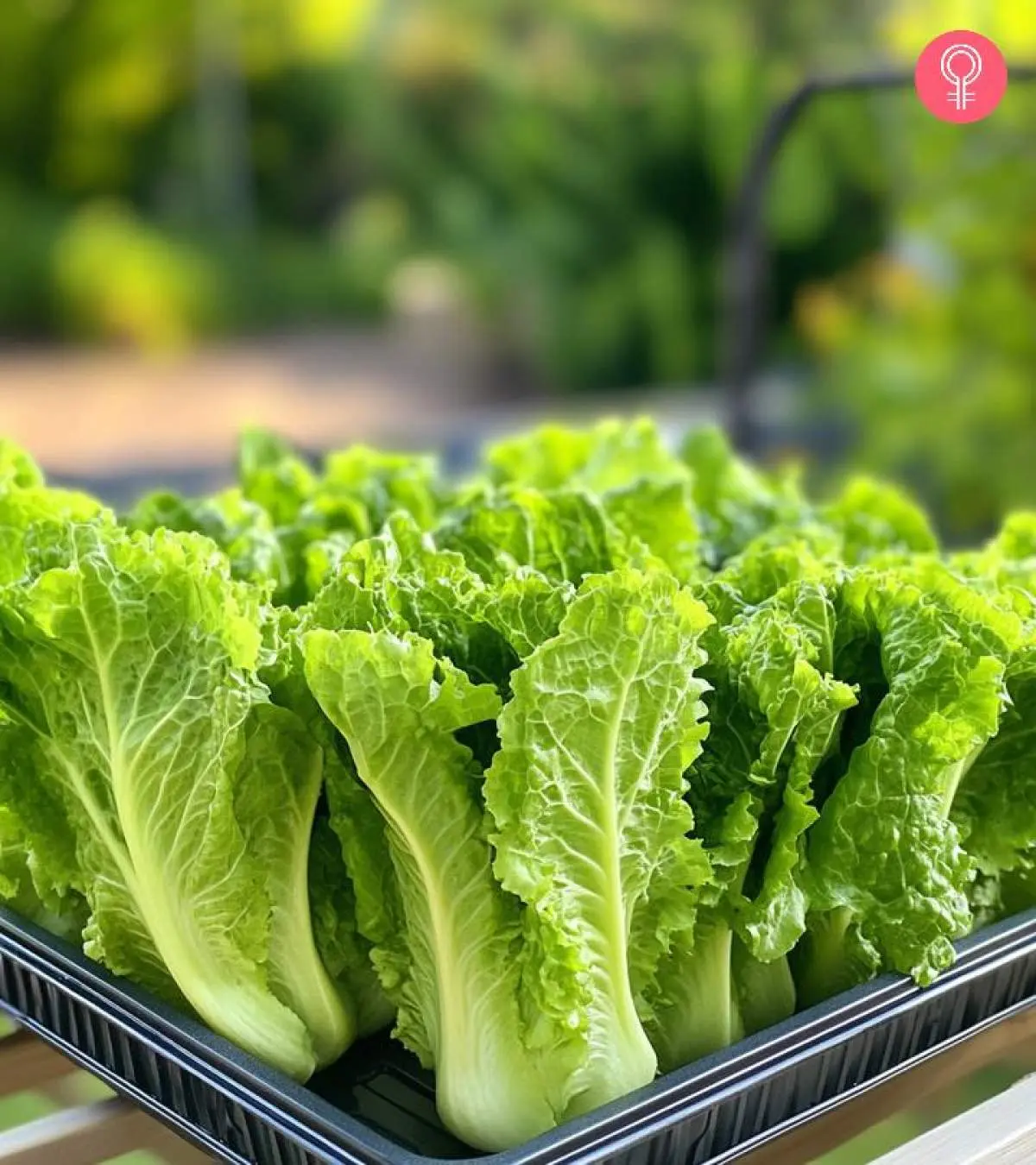 Lettuce Health Benefits: 18 Science-Backed Reasons To Eat More
