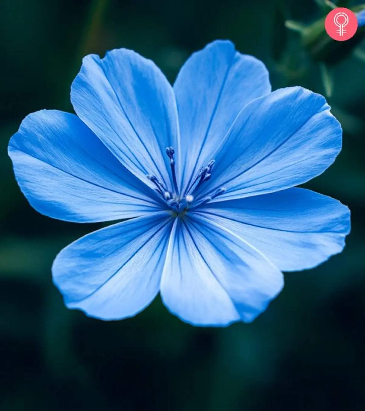 Pretty Pictures Of Blue Flowers Dusty Blue Flower Stock Photos, Images