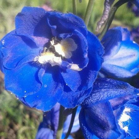 Photos Of Blue Color Flowers | Best Flower Site
