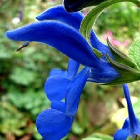 Rare Blue Flower