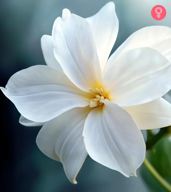 Top 25 Most Beautiful White Flowers