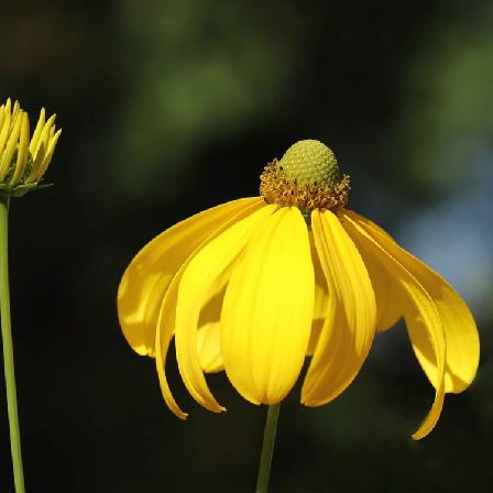 Top 27 Most Beautiful Yellow Flowers