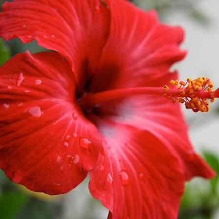 Bright Red Flower Names | Best Flower Site