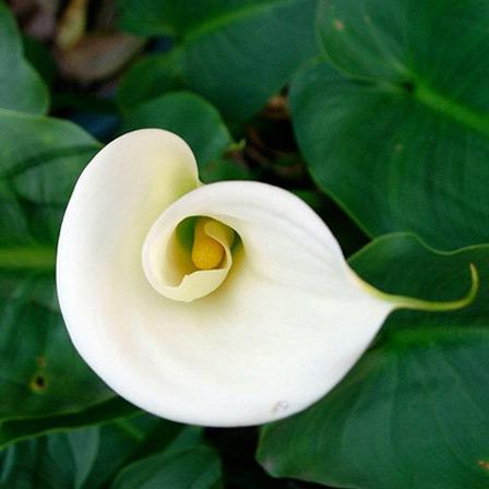 Unique White Flower Images | Best Flower Site