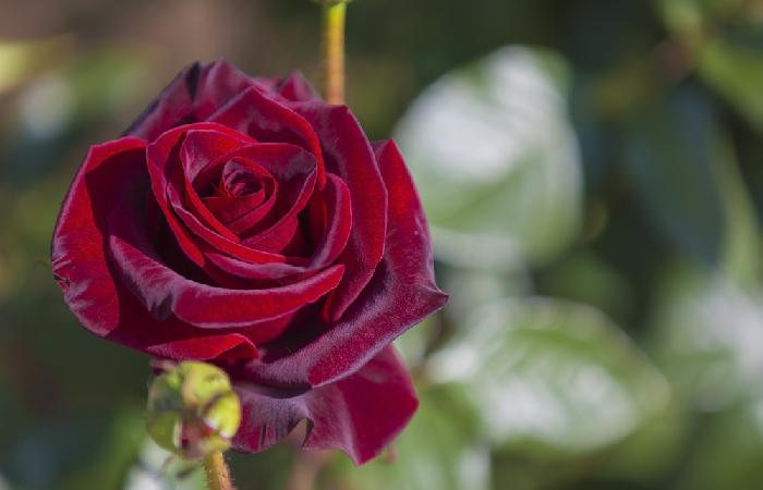 7 Most Beautiful Black Roses In The World
