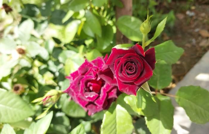 7 Most Beautiful Black Roses In The World