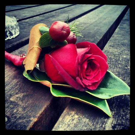 Most Beautiful Single Red Rose