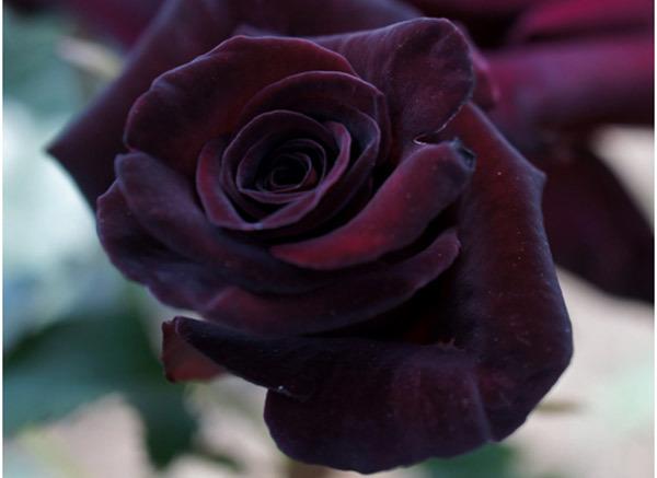 7 Most Beautiful Black Roses In The World