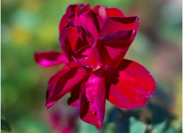 7 Most Beautiful Black Roses In The World