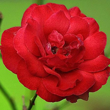Most Beautiful Single Red Rose
