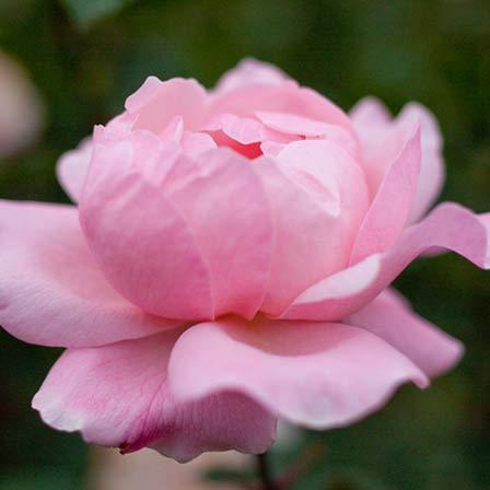 Prettiest Pink Flowers | Best Flower Site