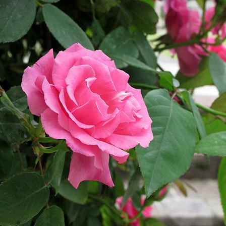 Pink Colour Rose Flowers Images | Best Flower Site
