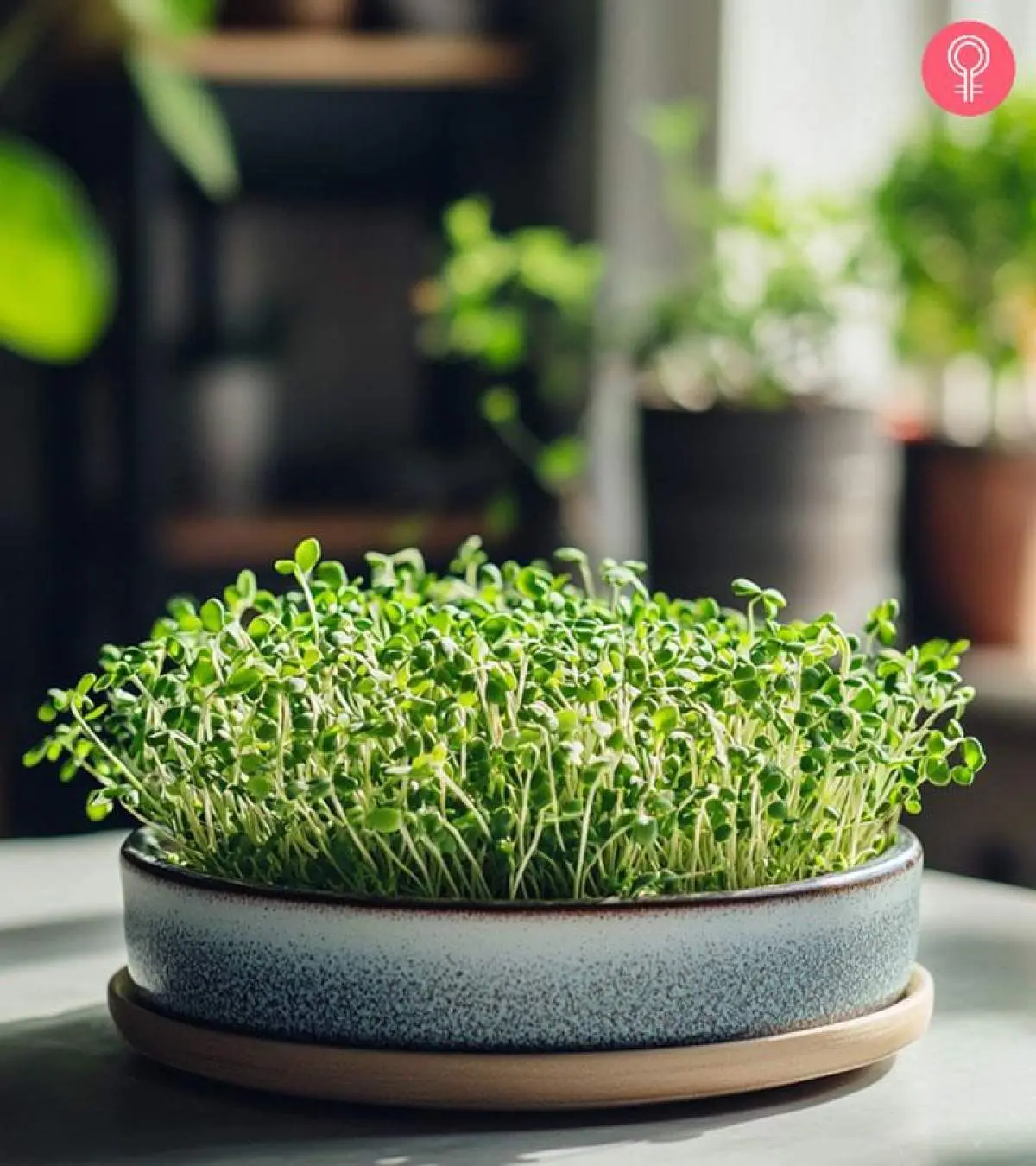 14 Amazing Benefits Of Fenugreek Sprouts For Skin, Hair And Health