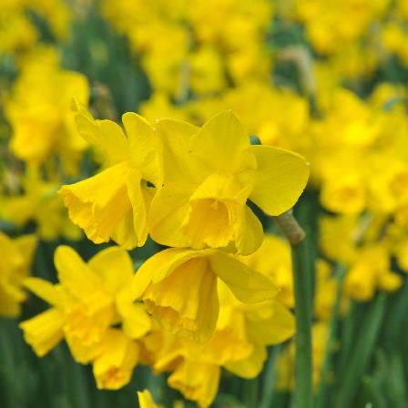 Top 25 Most Beautiful Daffodil Flowers