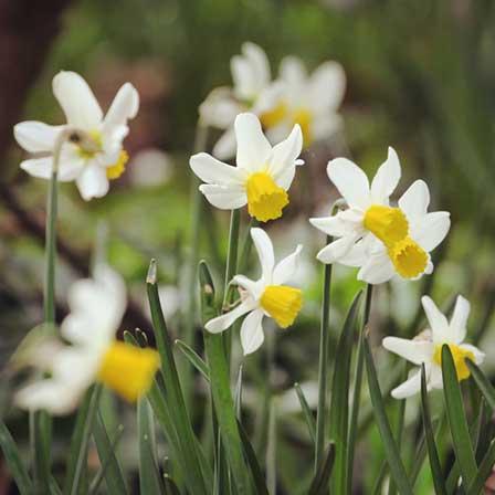 Top 25 Most Beautiful Daffodil Flowers