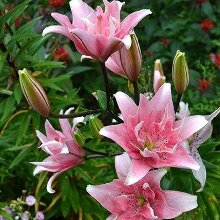 Most Beautiful Lily Flower | Best Flower Site