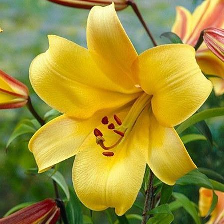 Beautiful Pictures Of Lily Flowers