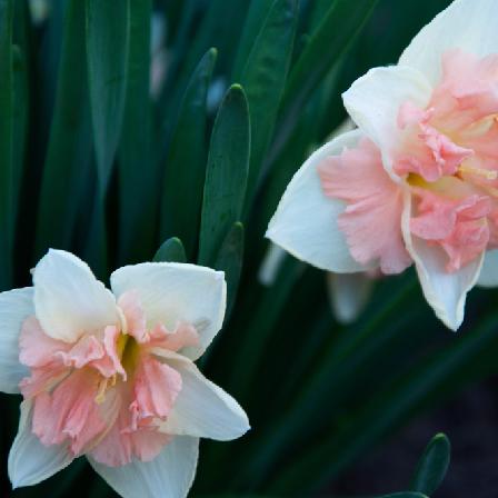 Top 25 Most Beautiful Daffodil Flowers