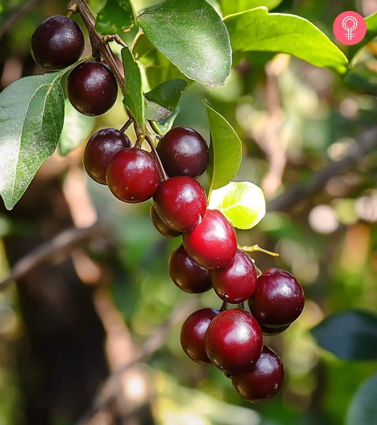 13 Health Benefits & Nutrition Values Of Bignay