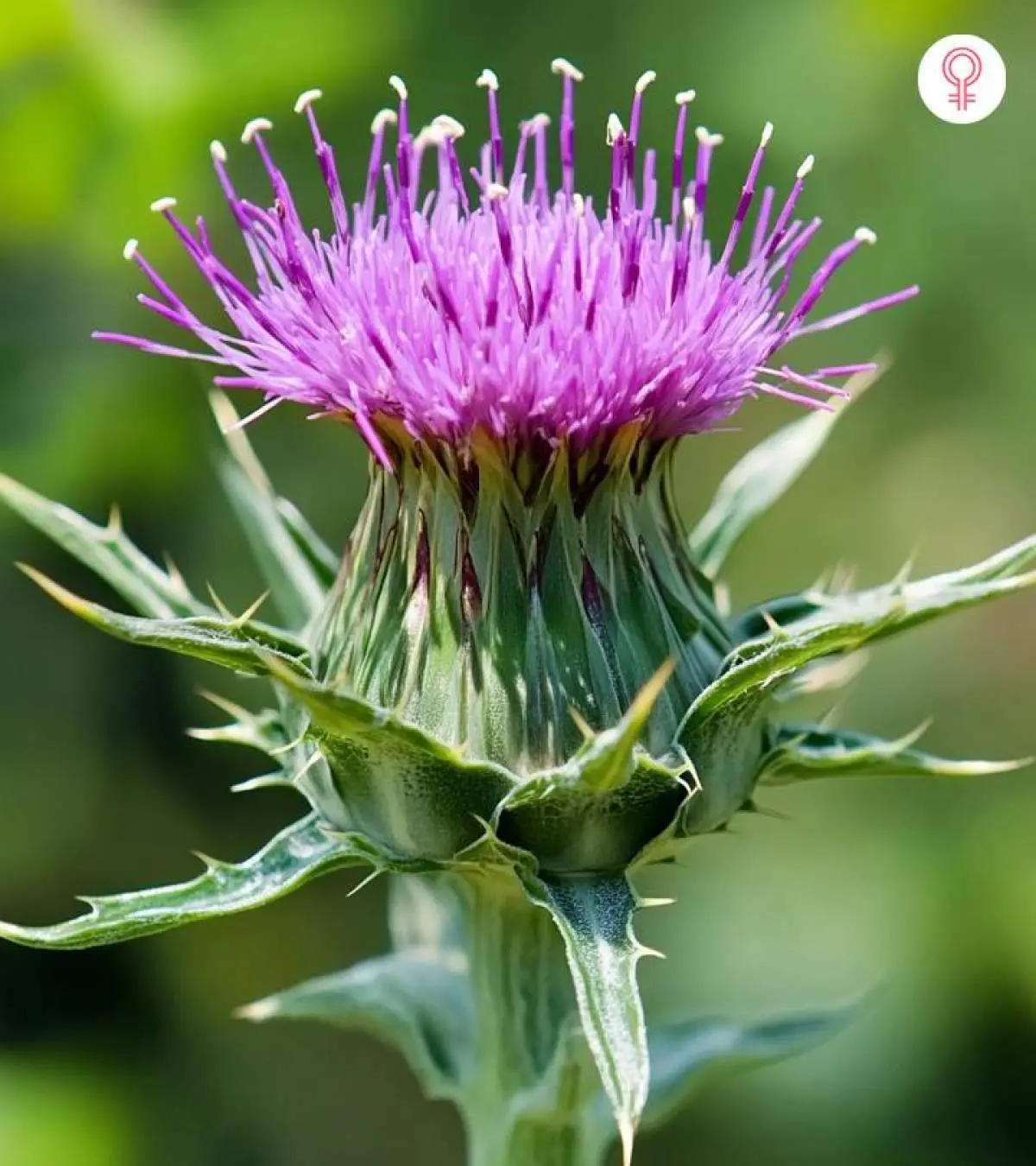 8 Side Effects of Milk Thistle You Should Be Aware Of