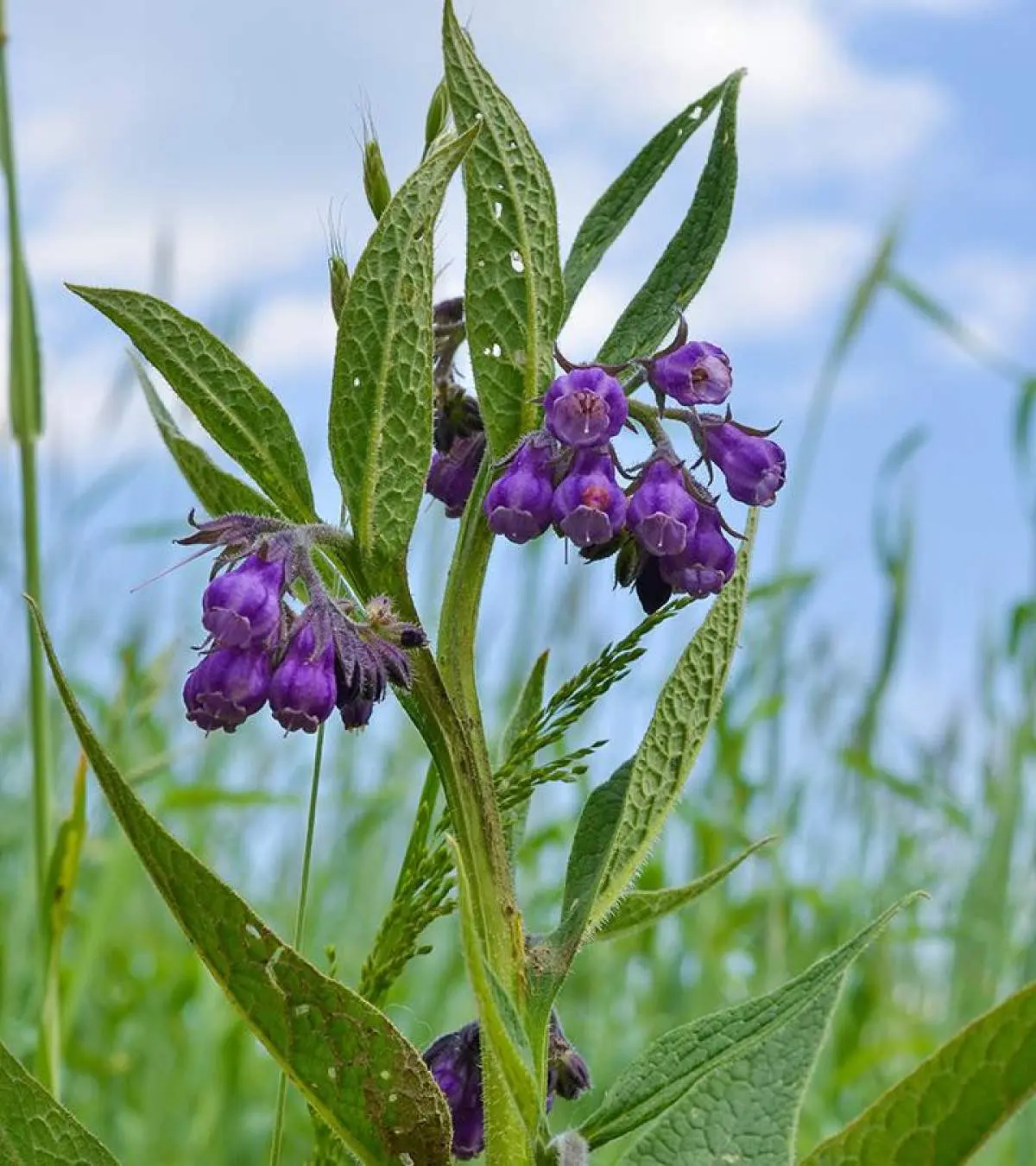 4 Benefits Of Comfrey, How It Works, & Possible Side Effects