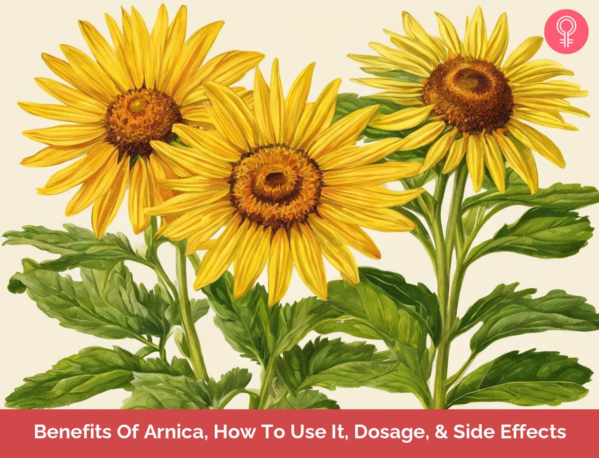 4 Benefits Of Arnica, How To Use It, Dosage, & Side Effects