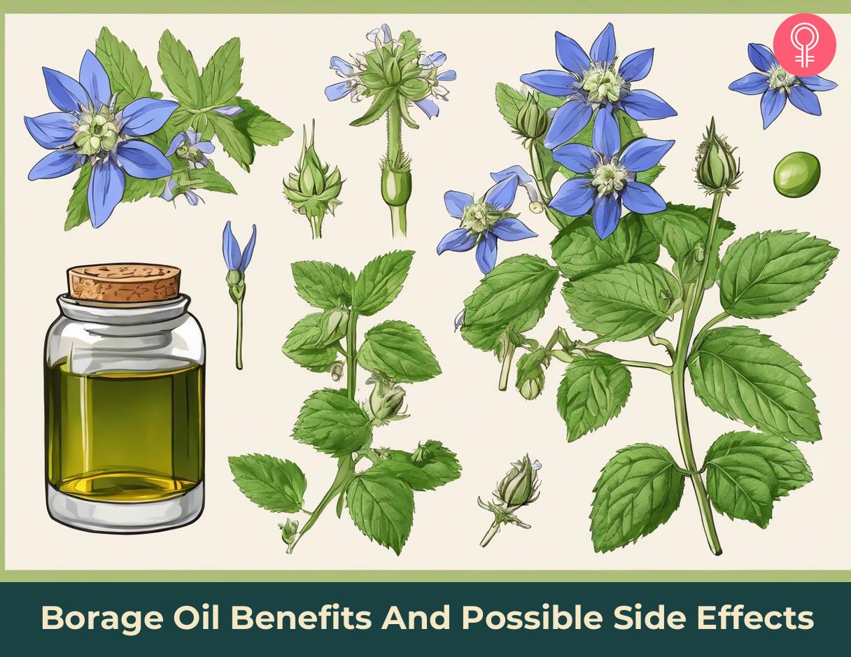 13 Borage Oil Benefits And Possible Side Effects